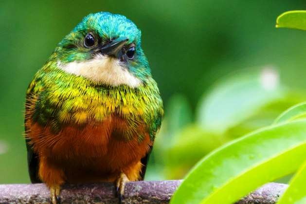Tobago’s Main Ridge Forest Reserve - AllWays Traveller Features
